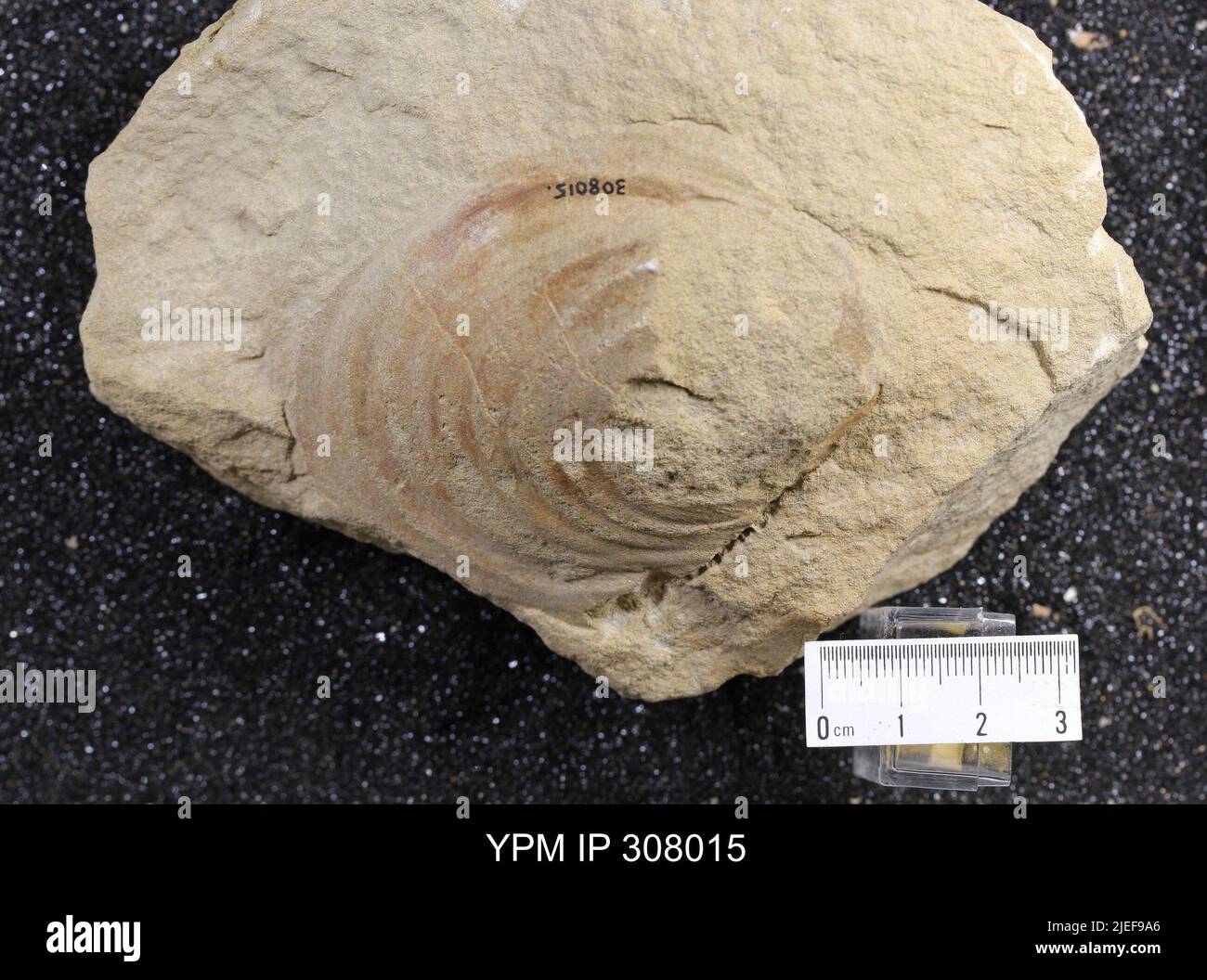 Inoceramus sp animalia hi-res stock photography and images - Alamy