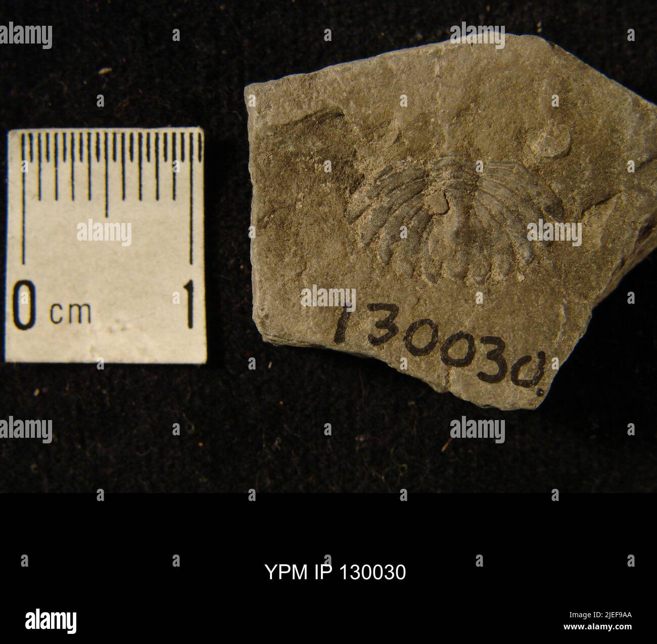 Greenops hi-res stock photography and images - Alamy