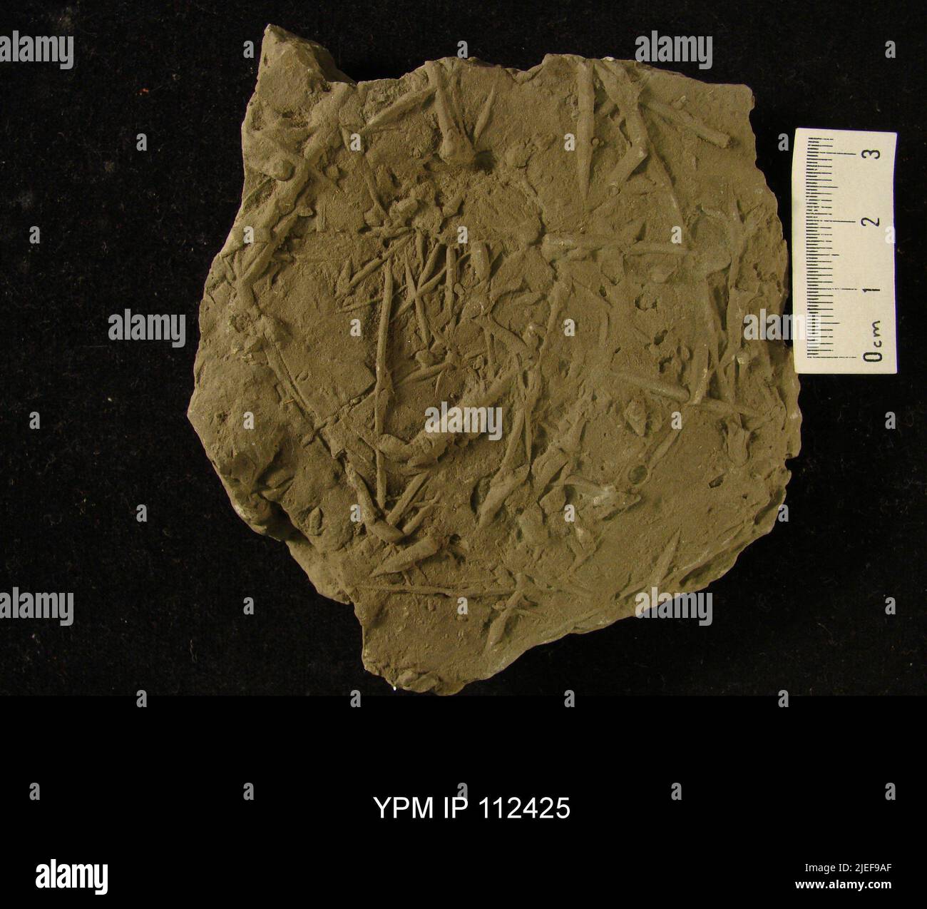 Ichnofossil in hi-res stock photography and images - Alamy