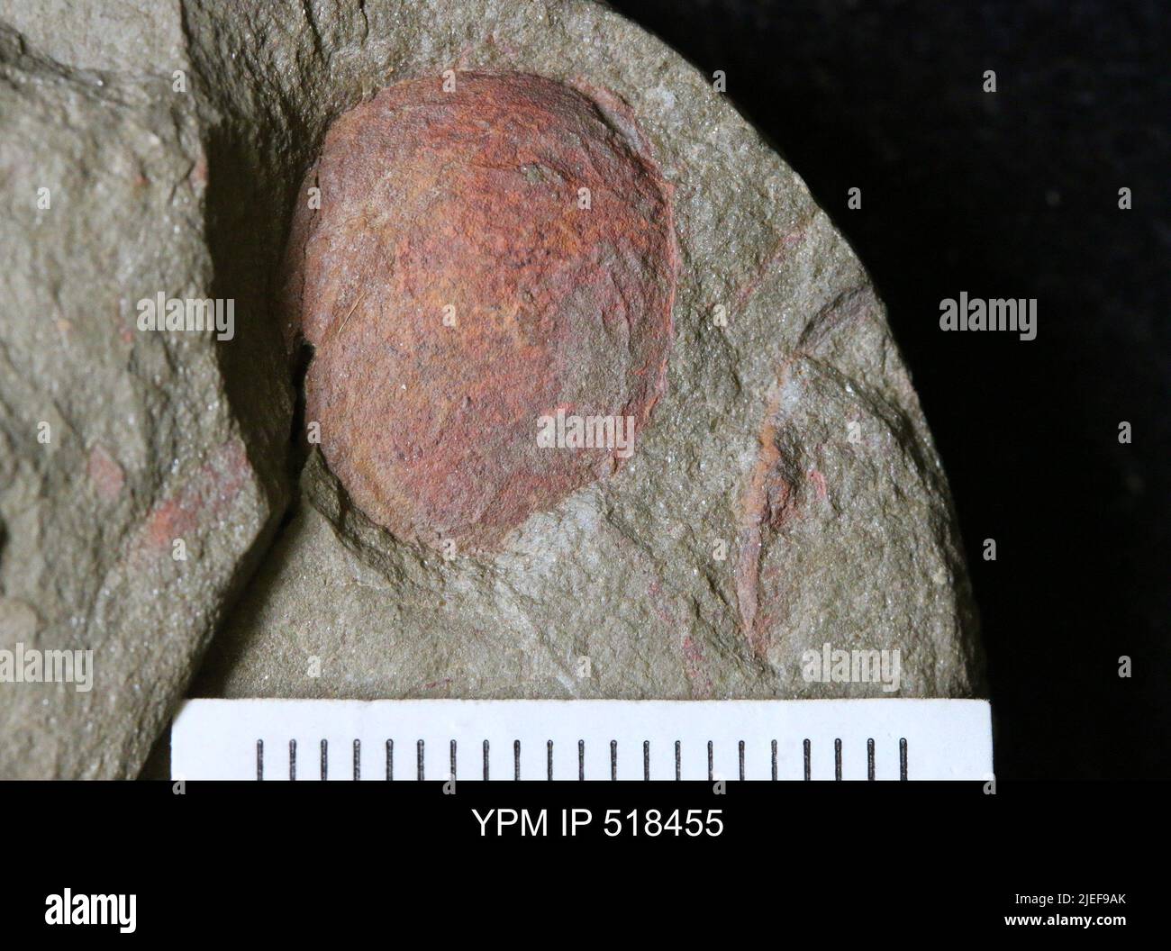 Xiphosurida hi-res stock photography and images - Alamy