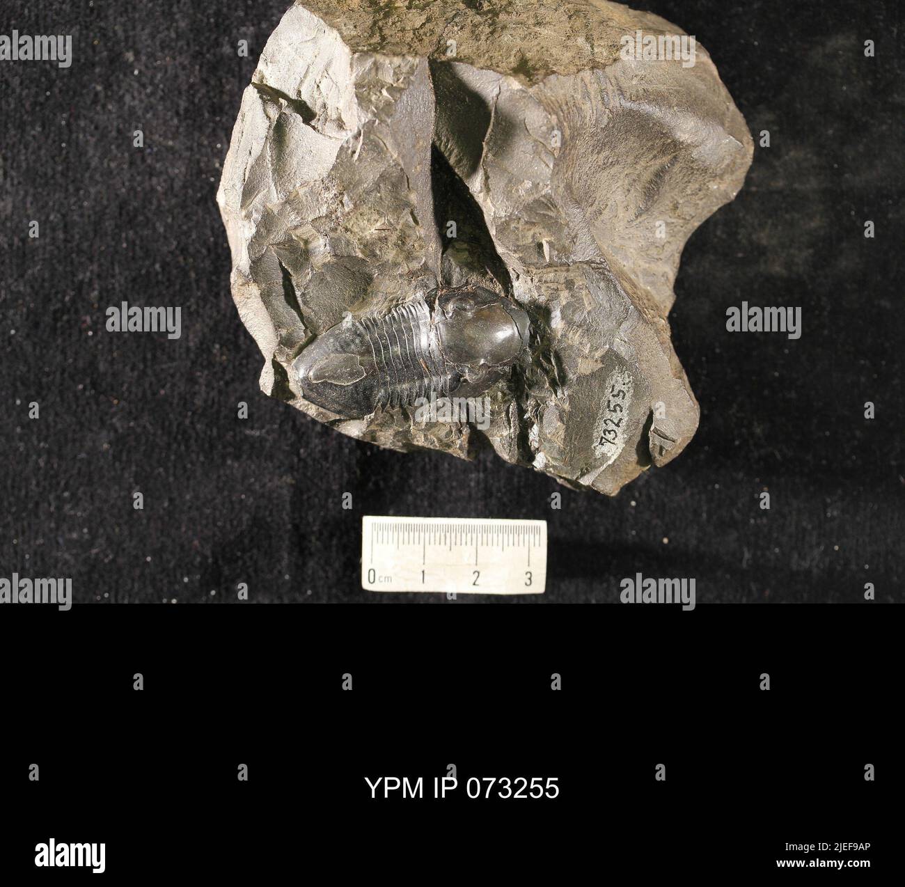 Isotelus hi-res stock photography and images - Alamy