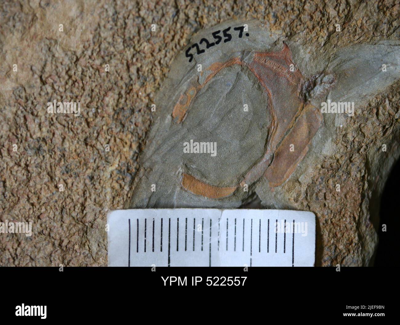 Cothurnocystis hi-res stock photography and images - Alamy