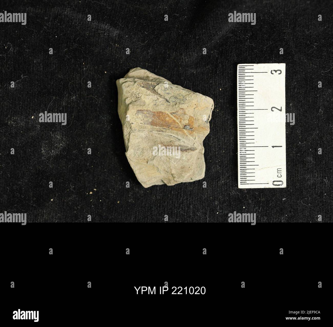 Undet blattaria hi-res stock photography and images - Alamy