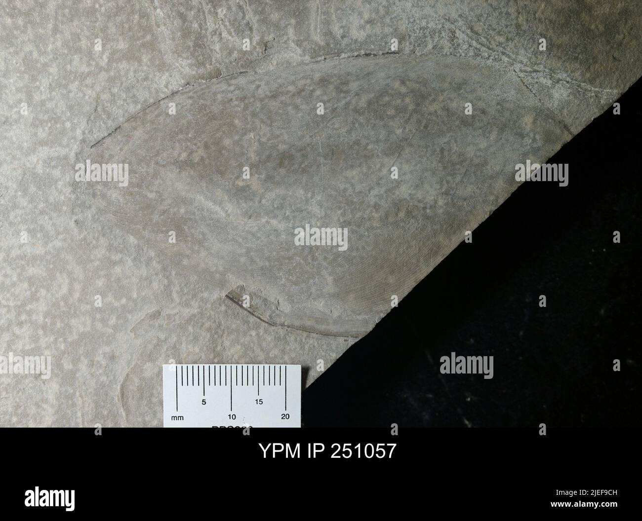 Prehistoric crustaceans hi-res stock photography and images - Alamy