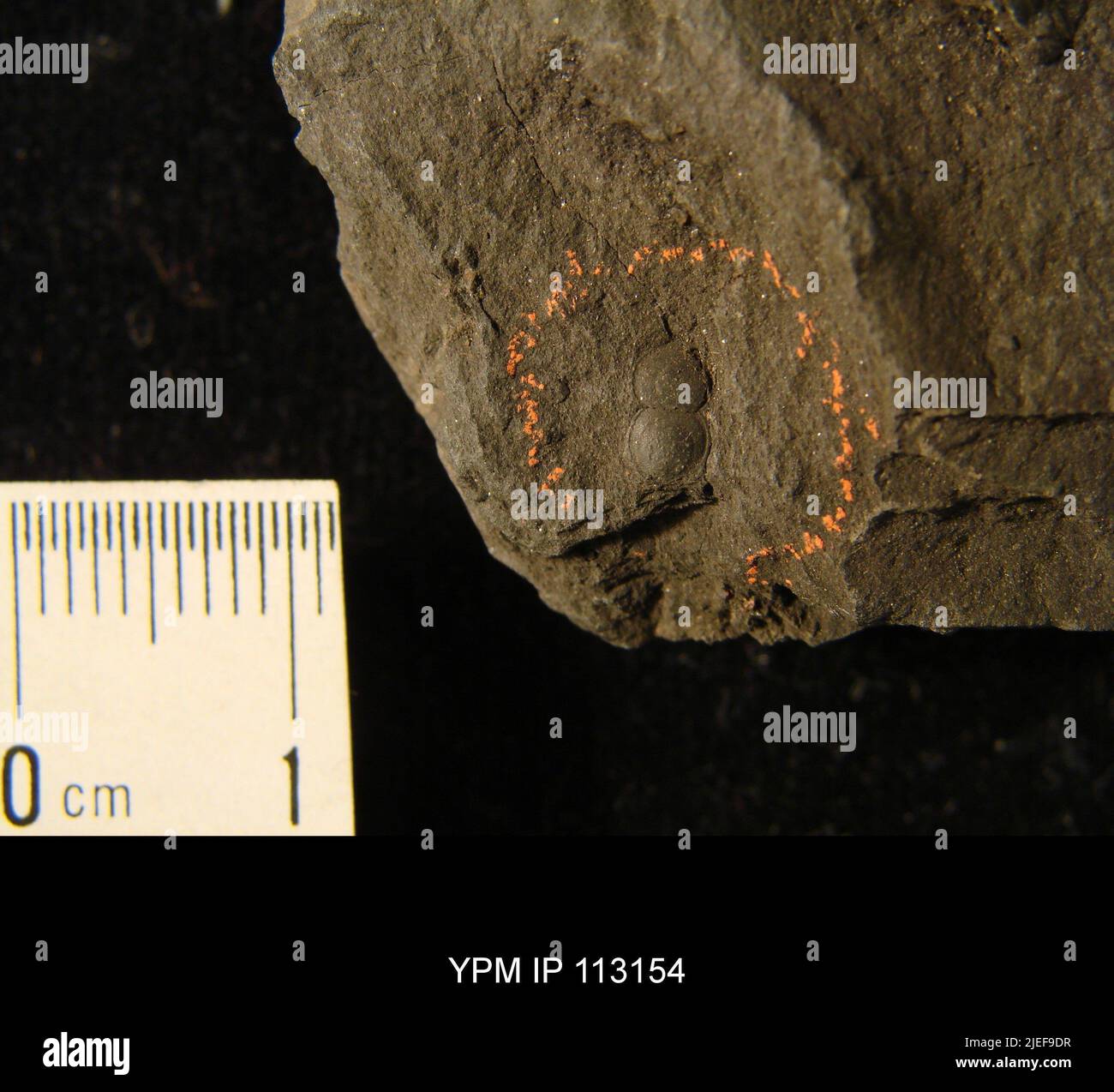 Cyclus hi-res stock photography and images - Alamy