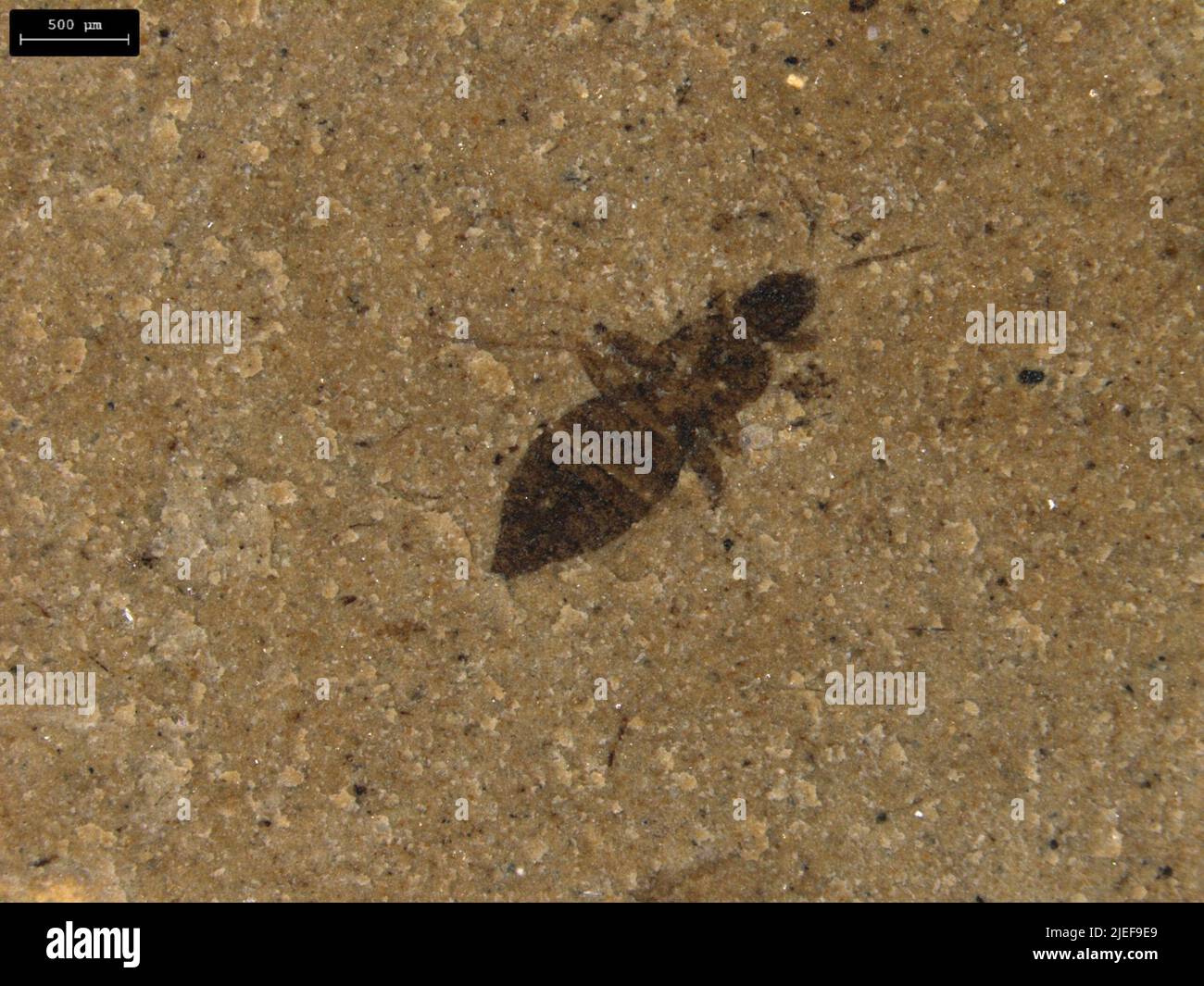 Order thysanoptera hi-res stock photography and images - Alamy