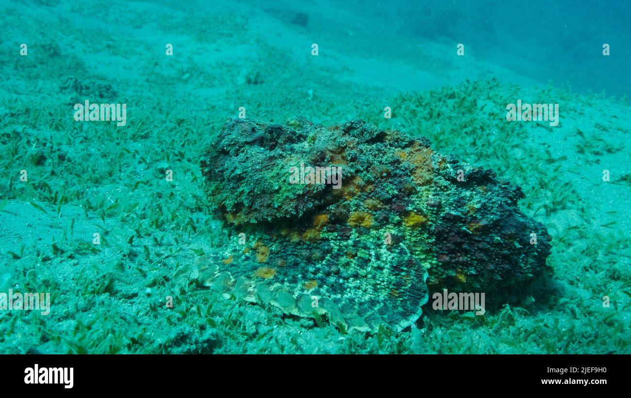 Red Sea, Egypt. 26th June, 2022. Close-up of the Stonefish lies on ...
