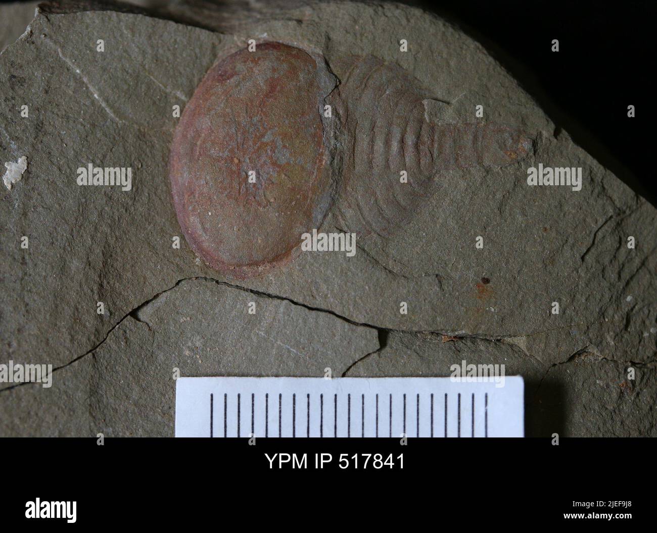 Xiphosurida hi-res stock photography and images - Alamy