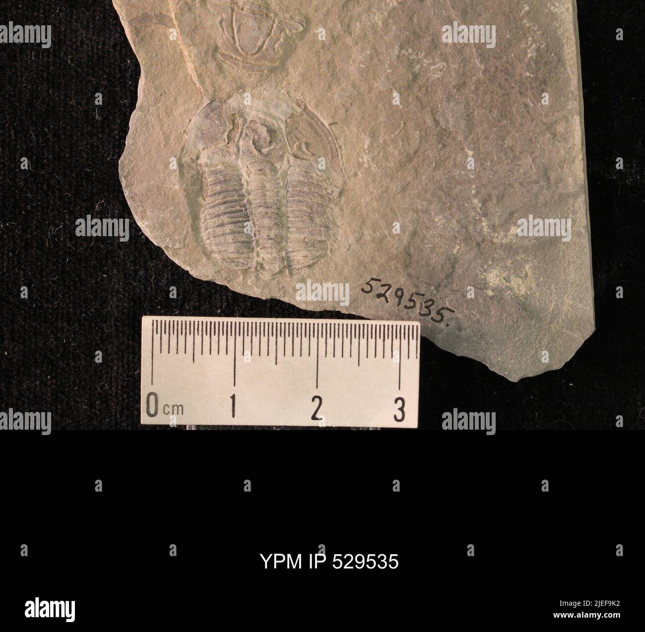 Modocia laevinucha Robison, 1964 Stock Photo - Alamy