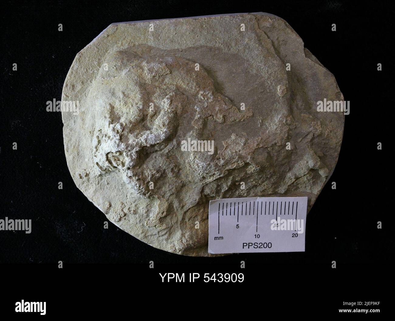 Ichnofossil invertebrate ichno hi-res stock photography and images - Alamy