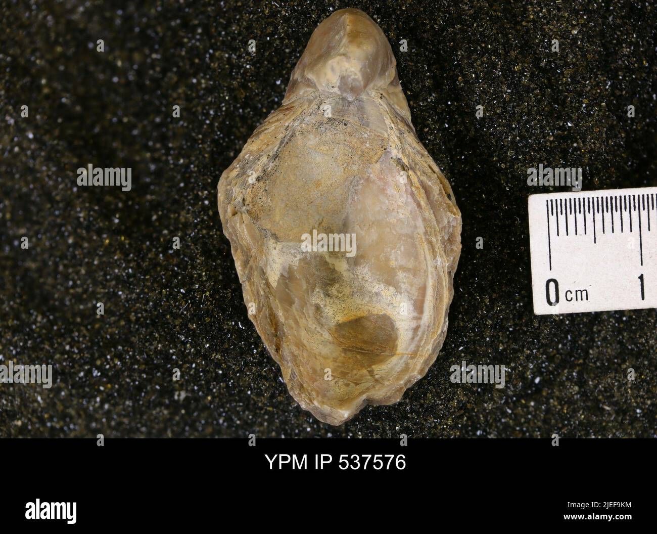 Gryphaea mucronata Gabb Stock Photo - Alamy