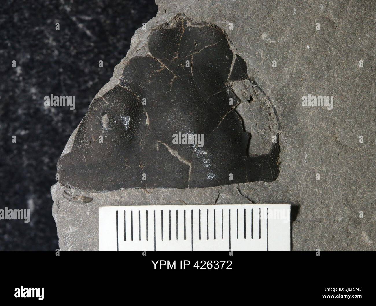 Trimerus hi-res stock photography and images - Alamy