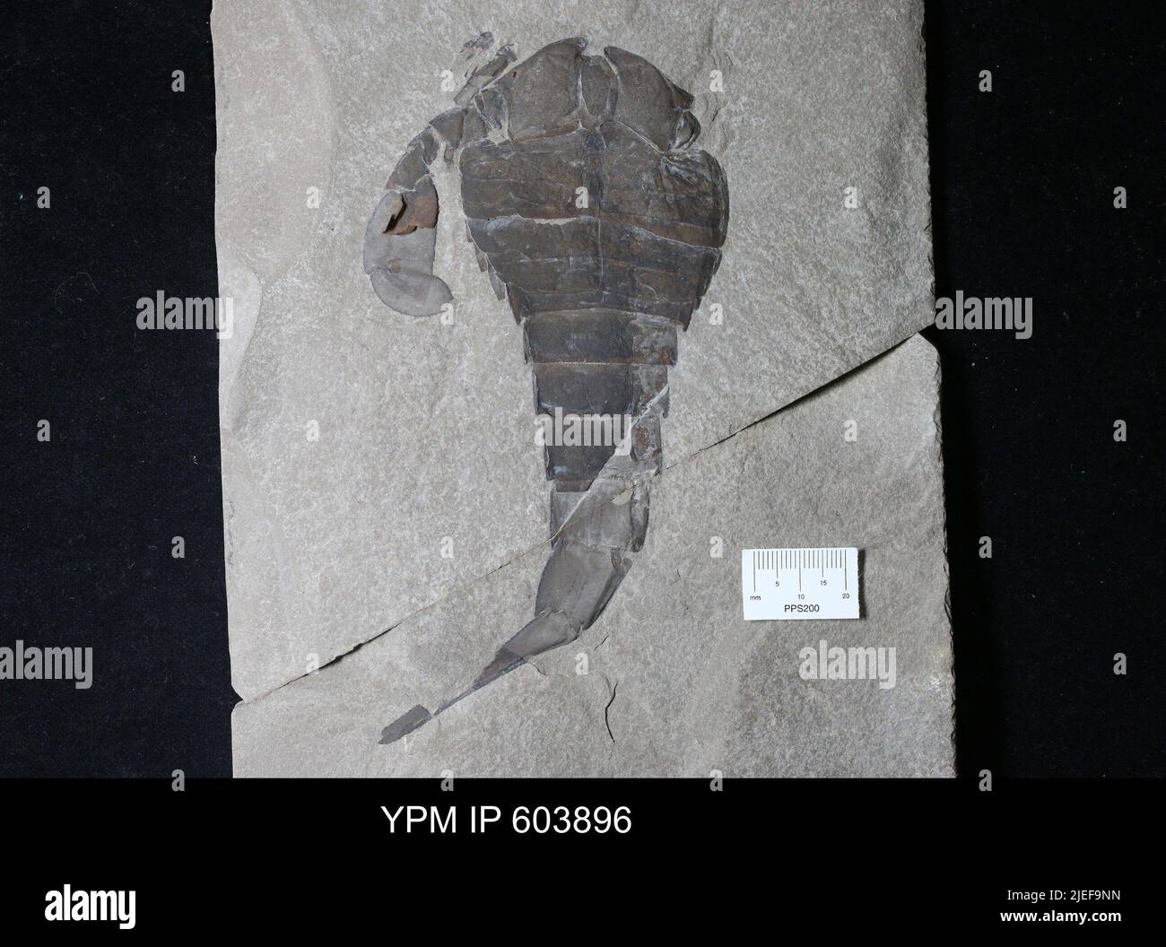 Eurypterus lacustris harlan animalia hi-res stock photography and ...