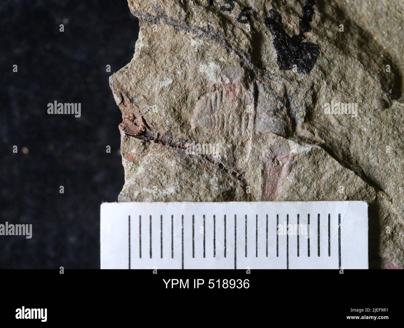 Ampyx sp hi-res stock photography and images - Alamy