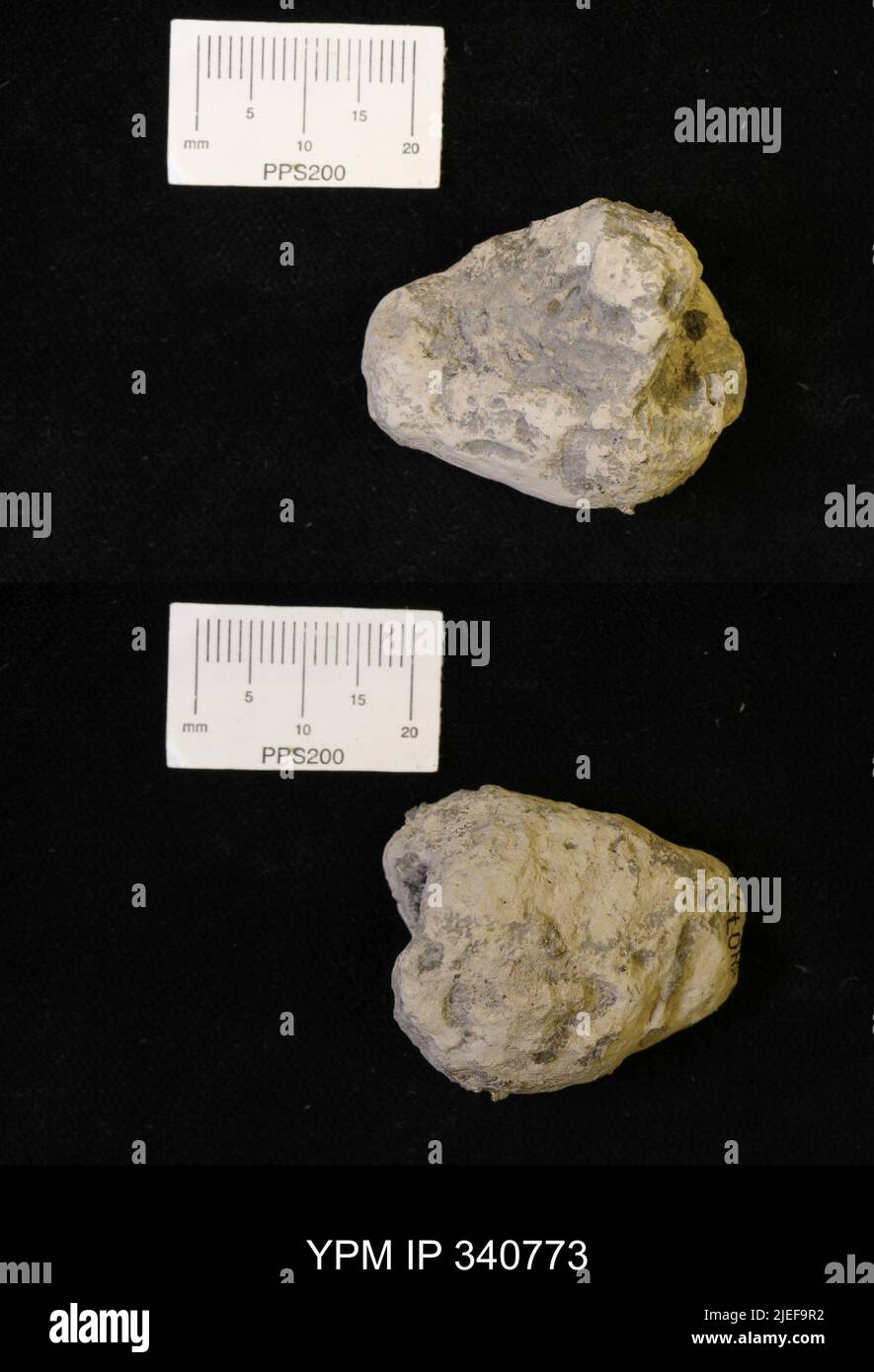 Ichnofossil invertebrate hi-res stock photography and images - Alamy