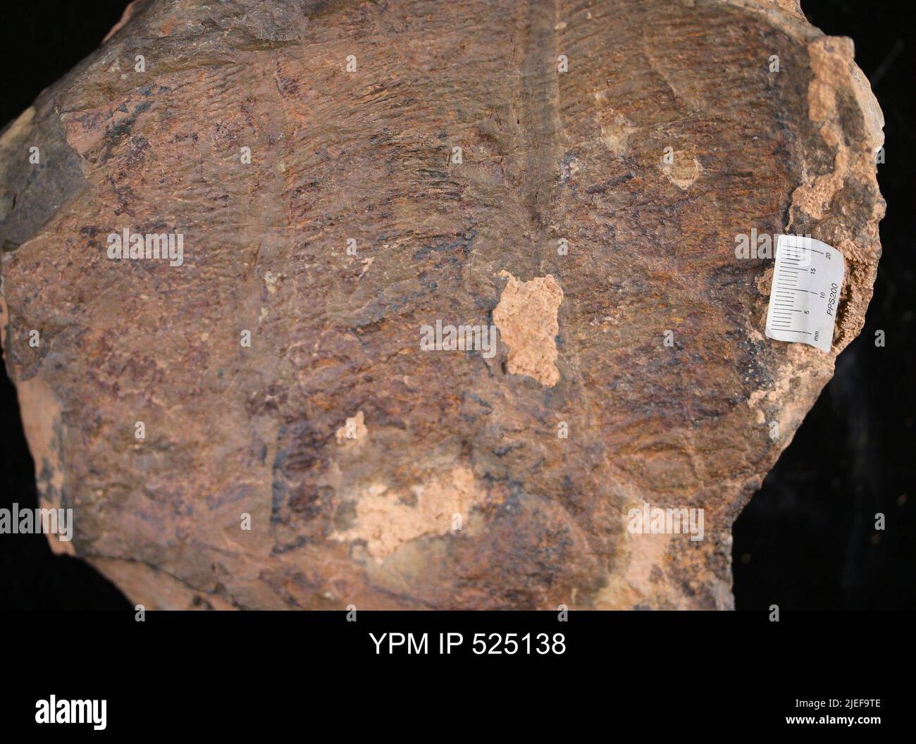 Dinocarida hi-res stock photography and images - Alamy