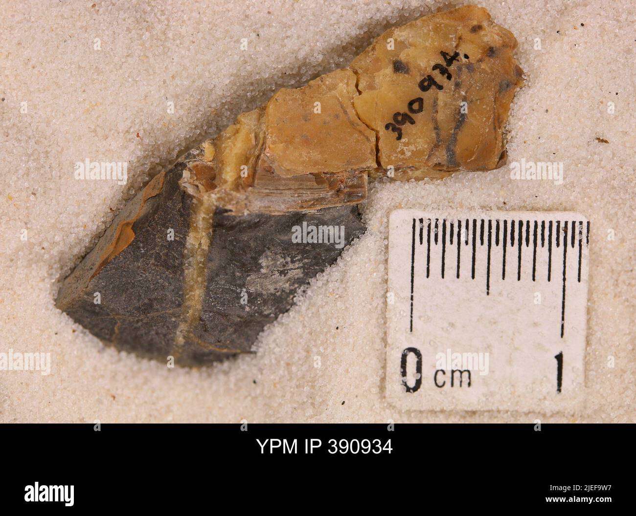 Scaphites ventricosus stantoni Reeside Stock Photo - Alamy