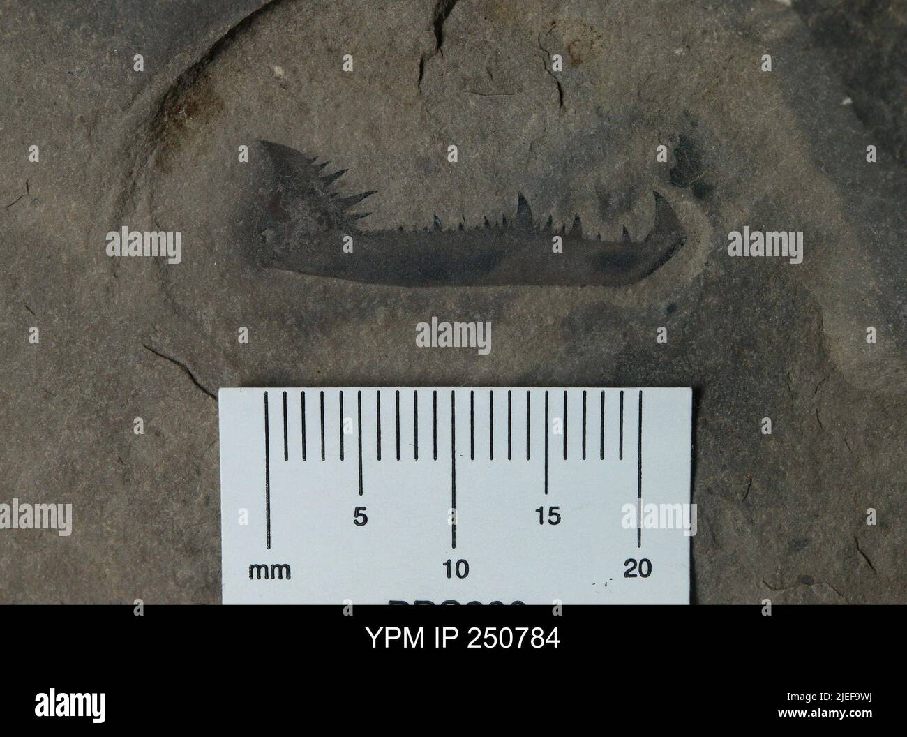 Pterygotidae hi-res stock photography and images - Alamy