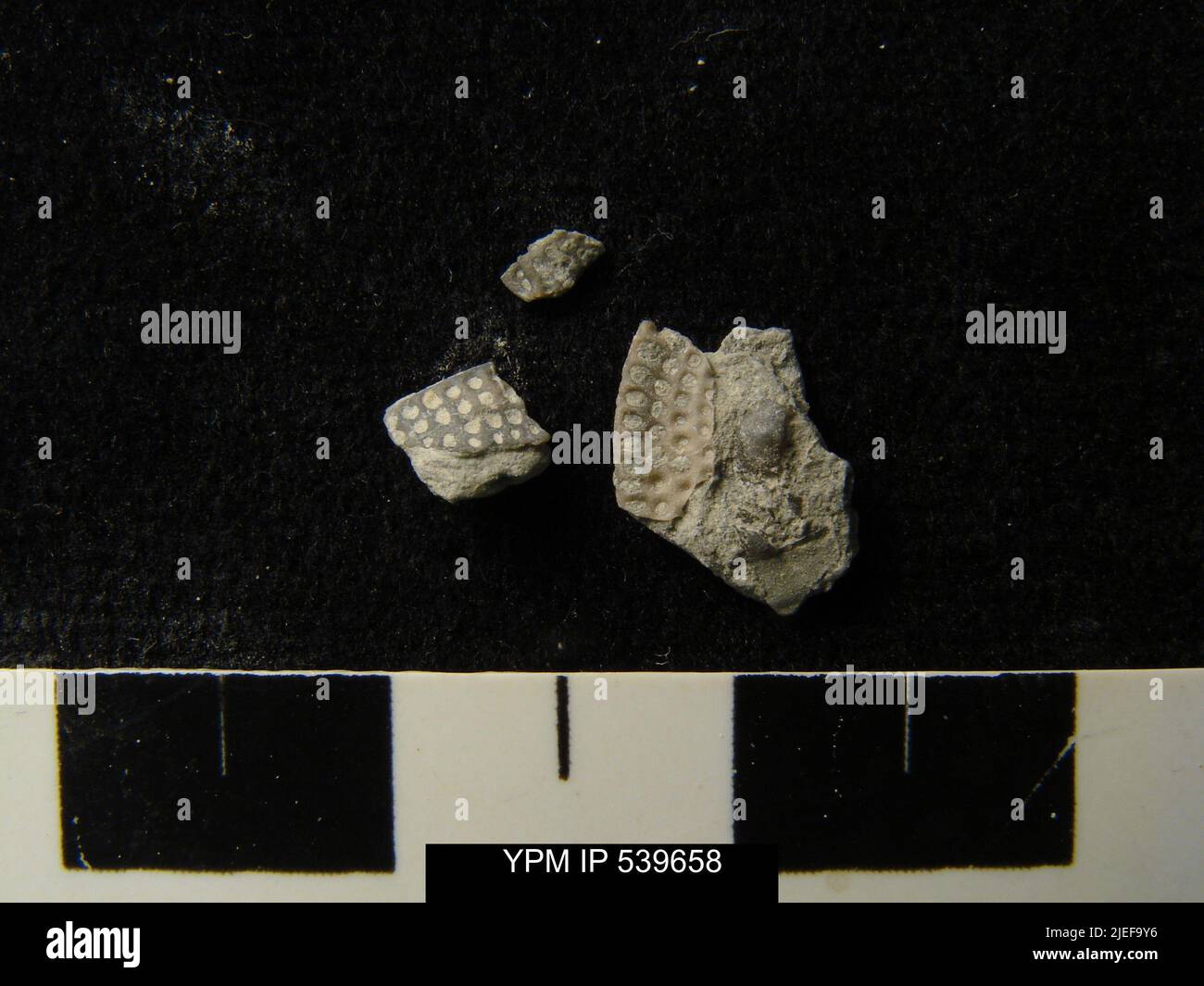 Cryptolithus sp animalia hi-res stock photography and images - Alamy