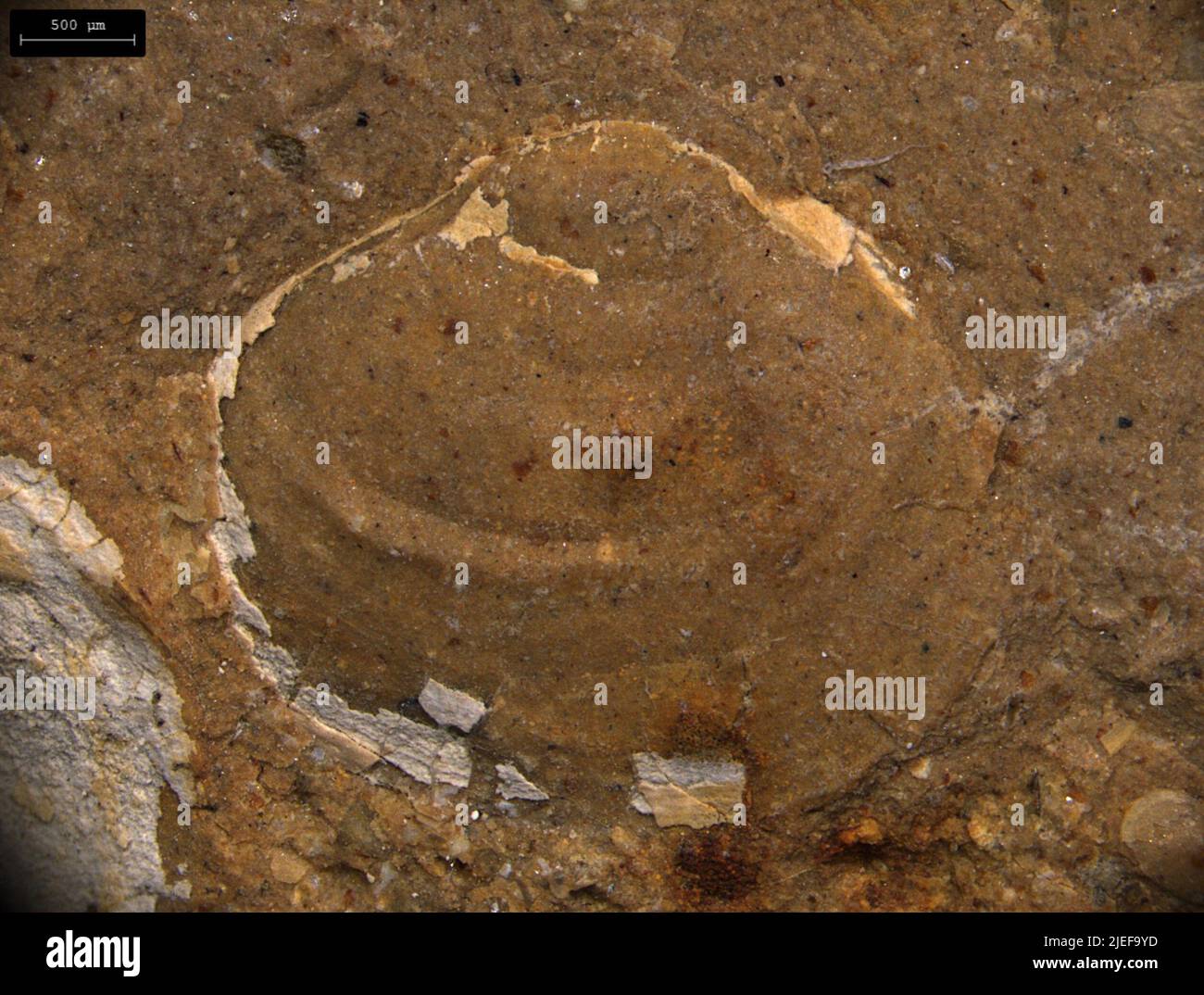 Stigall hi-res stock photography and images - Alamy