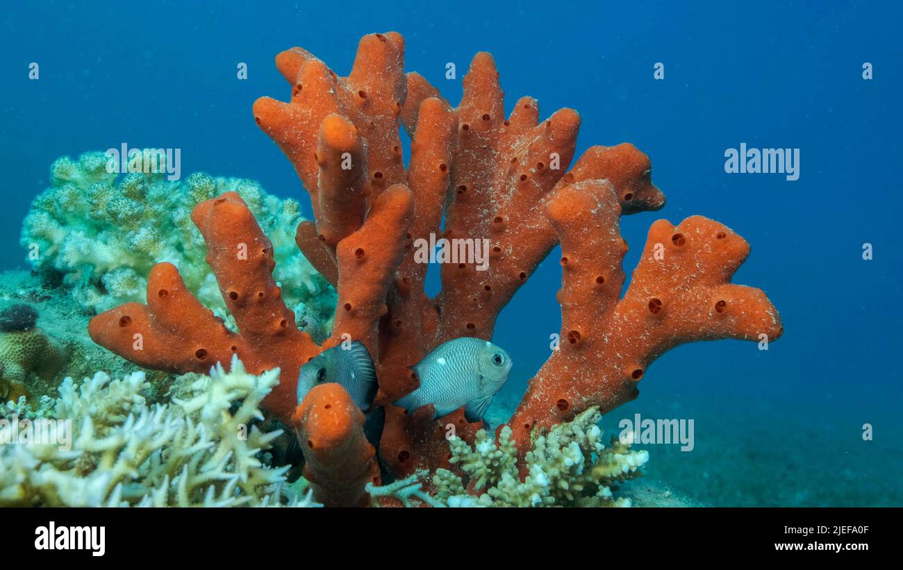 Negombata magnifica hi-res stock photography and images - Alamy