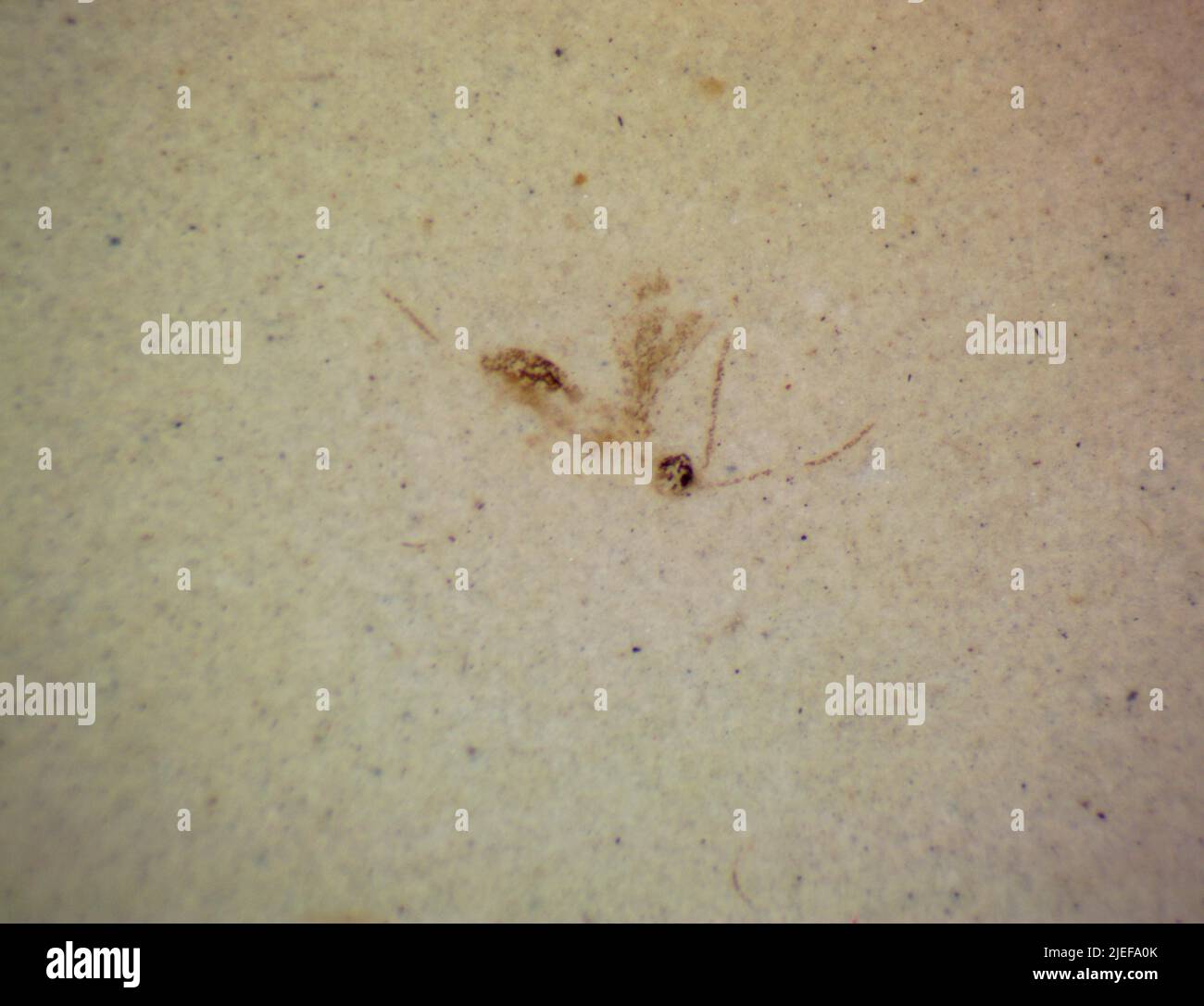 Apocrita insect suborder hi-res stock photography and images - Alamy