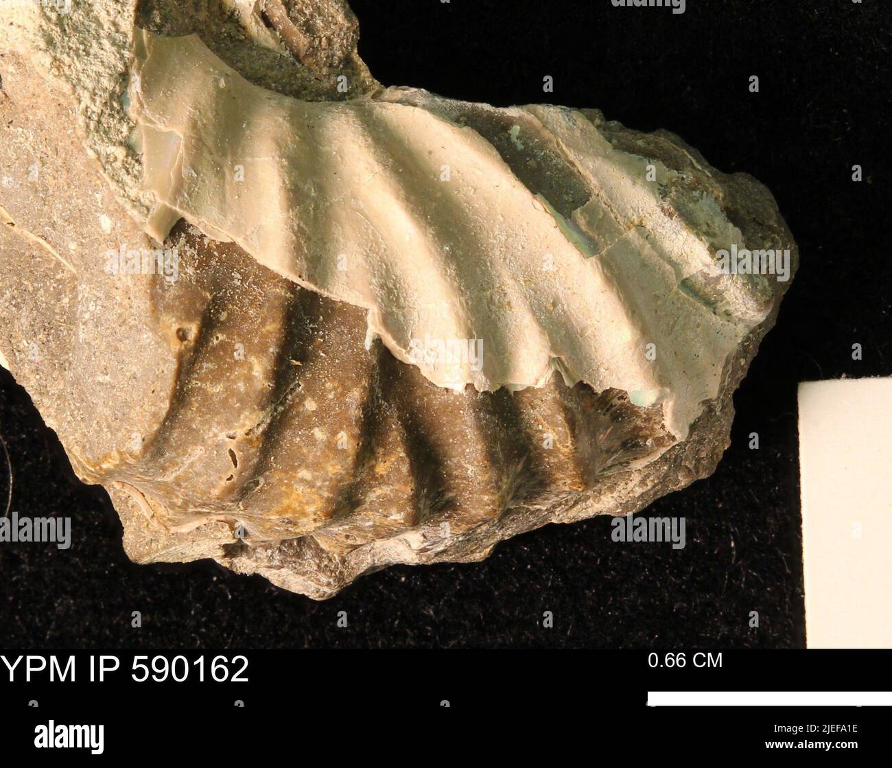 Scaphitidae hi-res stock photography and images - Alamy