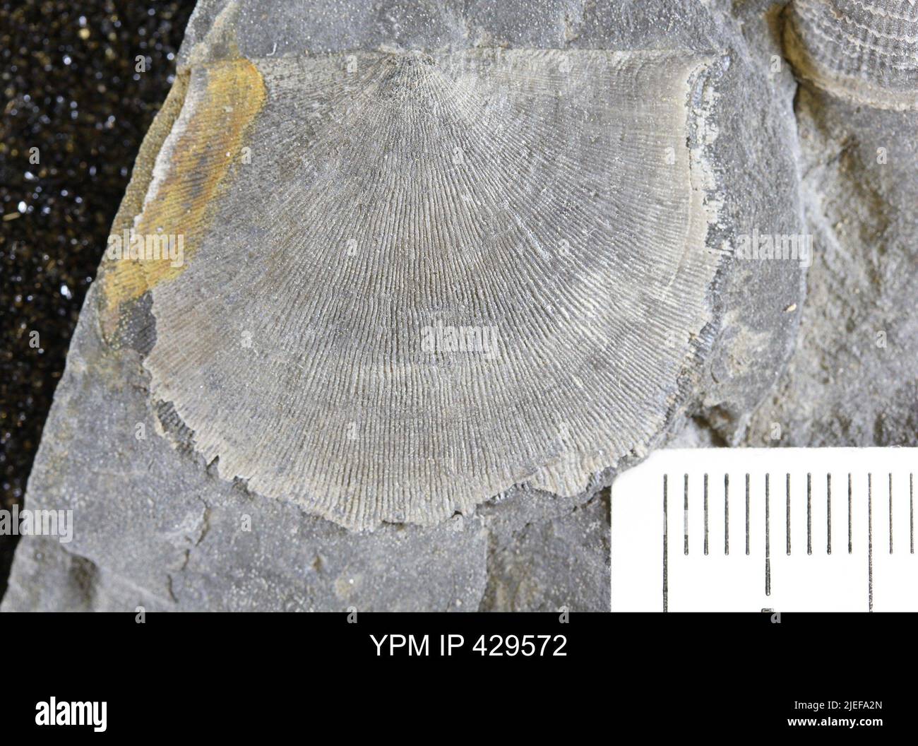 Strophomenida hi-res stock photography and images - Alamy