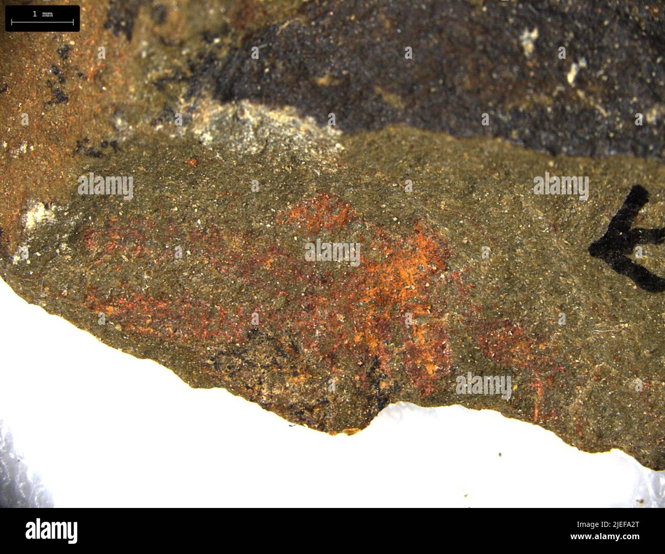 Lobopodia lobopods hi-res stock photography and images - Alamy