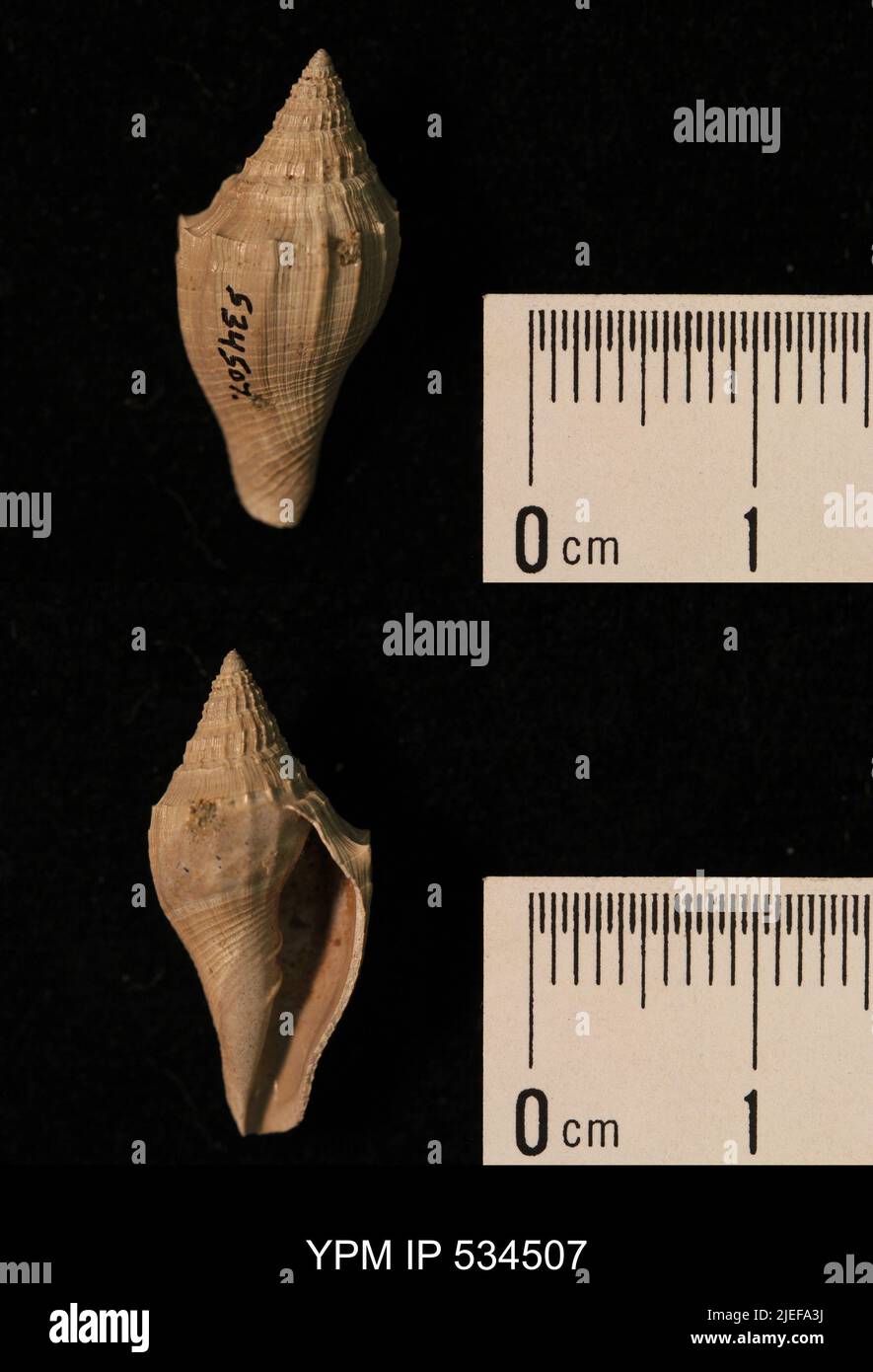 1833 animalia hi-res stock photography and images - Alamy