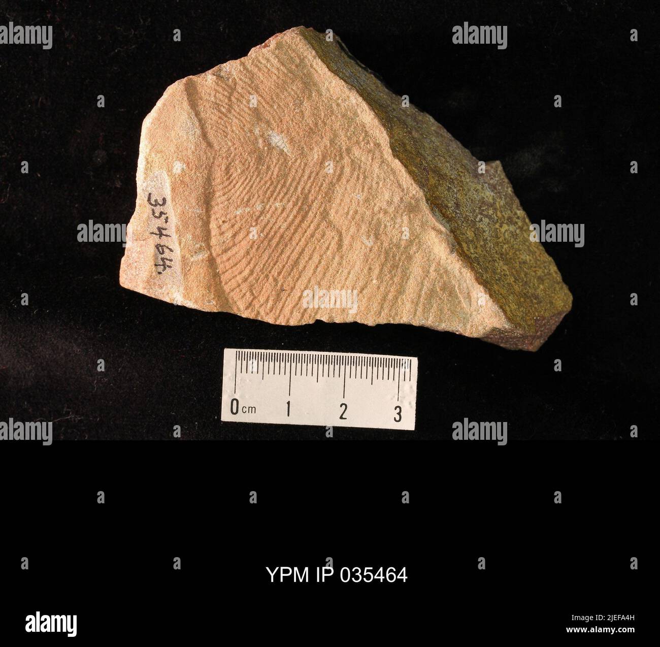 Dickinsonia costata Sprigg Stock Photo - Alamy