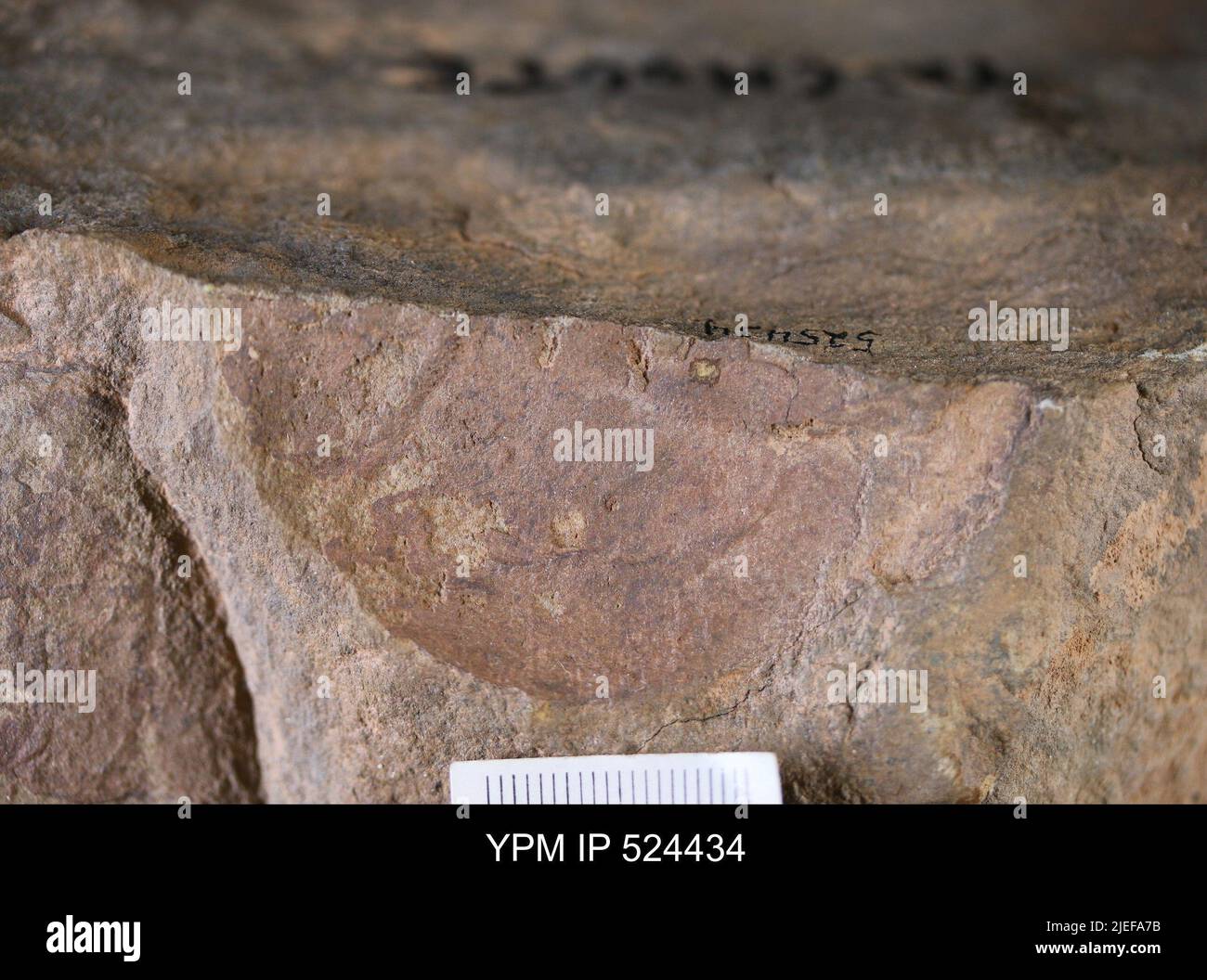 Pirania sp animalia hi-res stock photography and images - Alamy