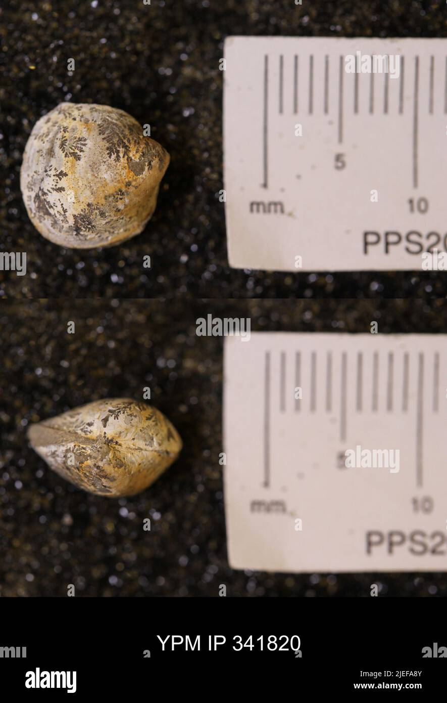 Cucullaea sp animalia hi-res stock photography and images - Alamy