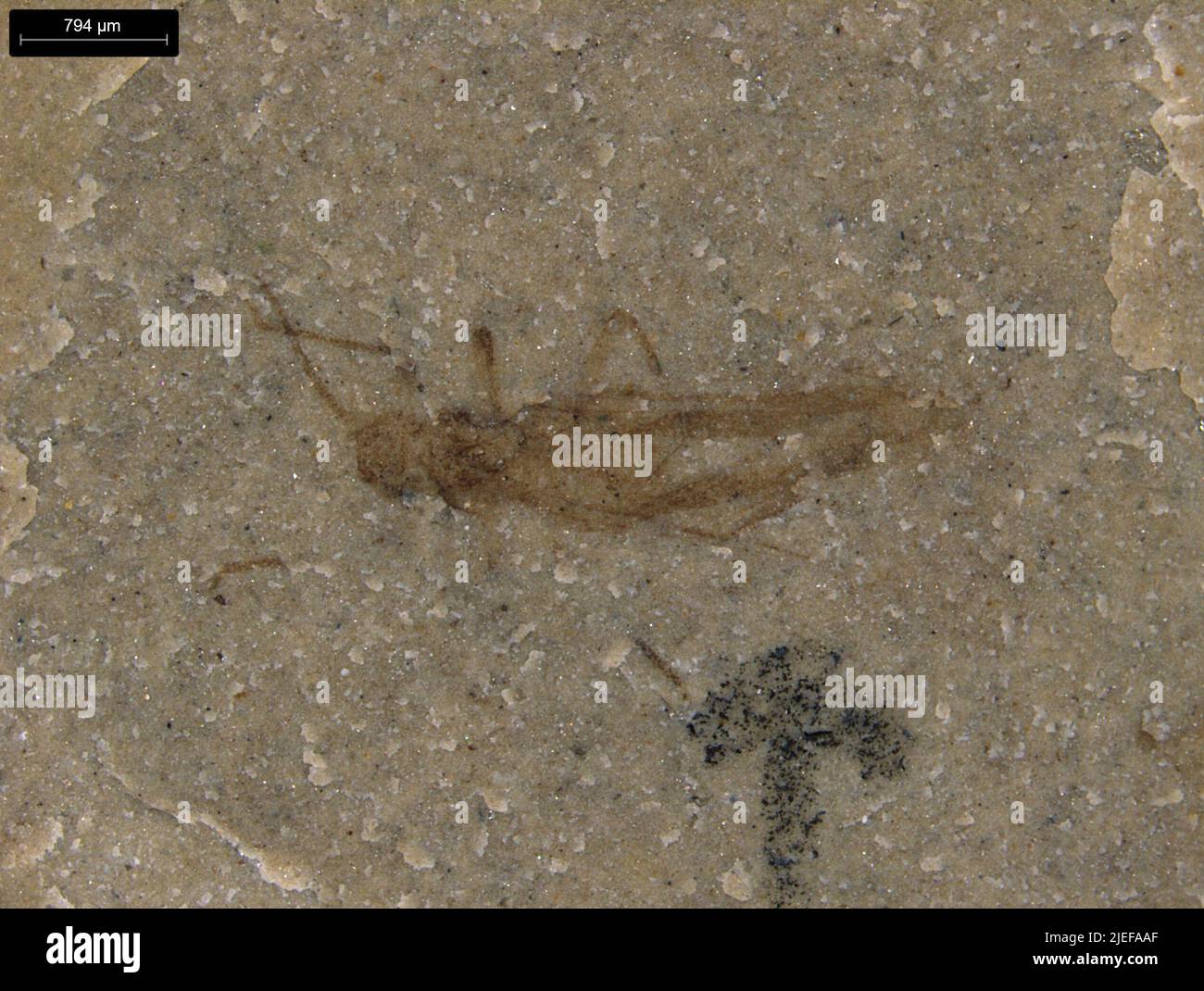 Orthoptera species hi-res stock photography and images - Alamy