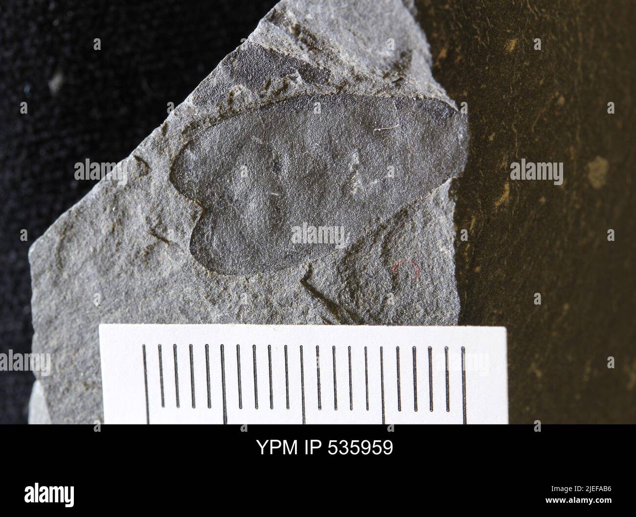 Hughmilleria socialis Sarle Stock Photo - Alamy