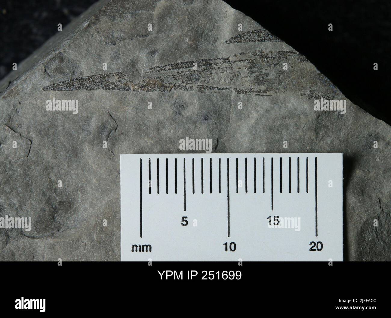 Armored exoskeleton hi-res stock photography and images - Alamy