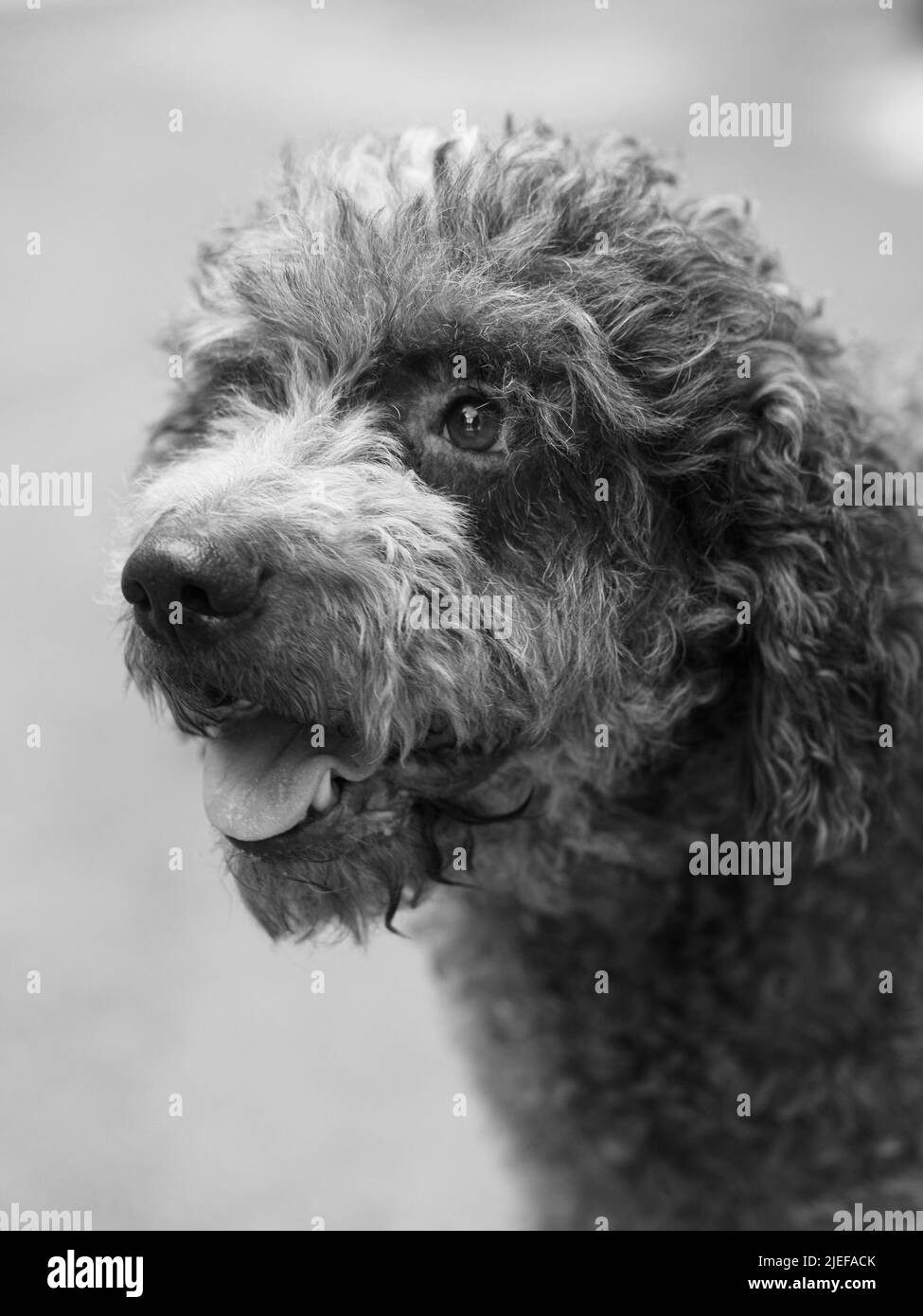 Portrait charming beautiful adorable Black and White Stock Photos ...