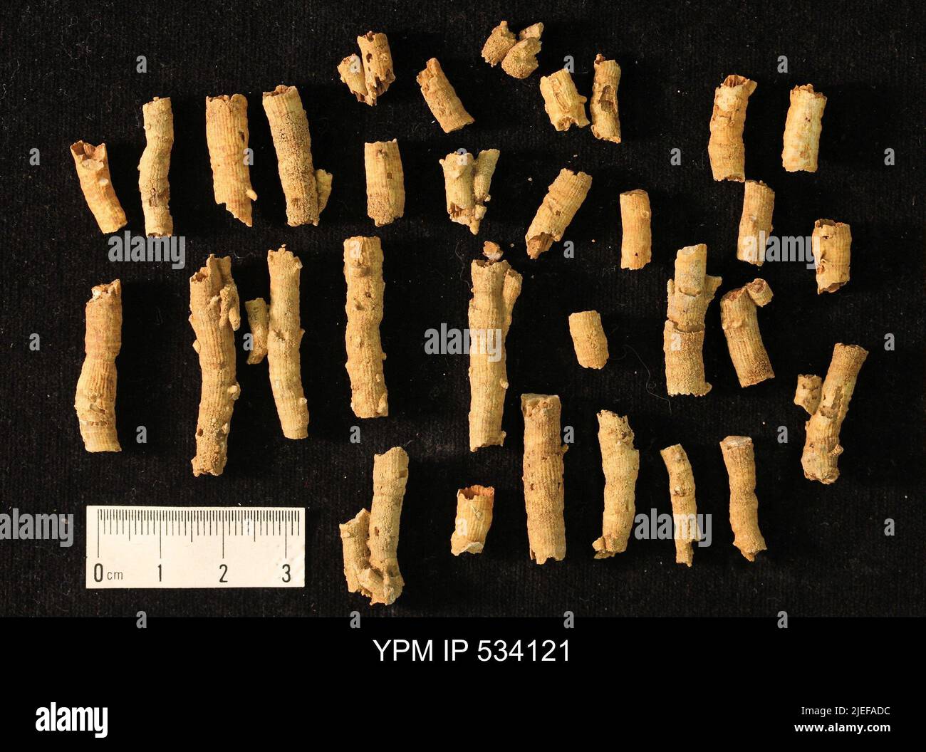 Syringopora hi-res stock photography and images - Alamy