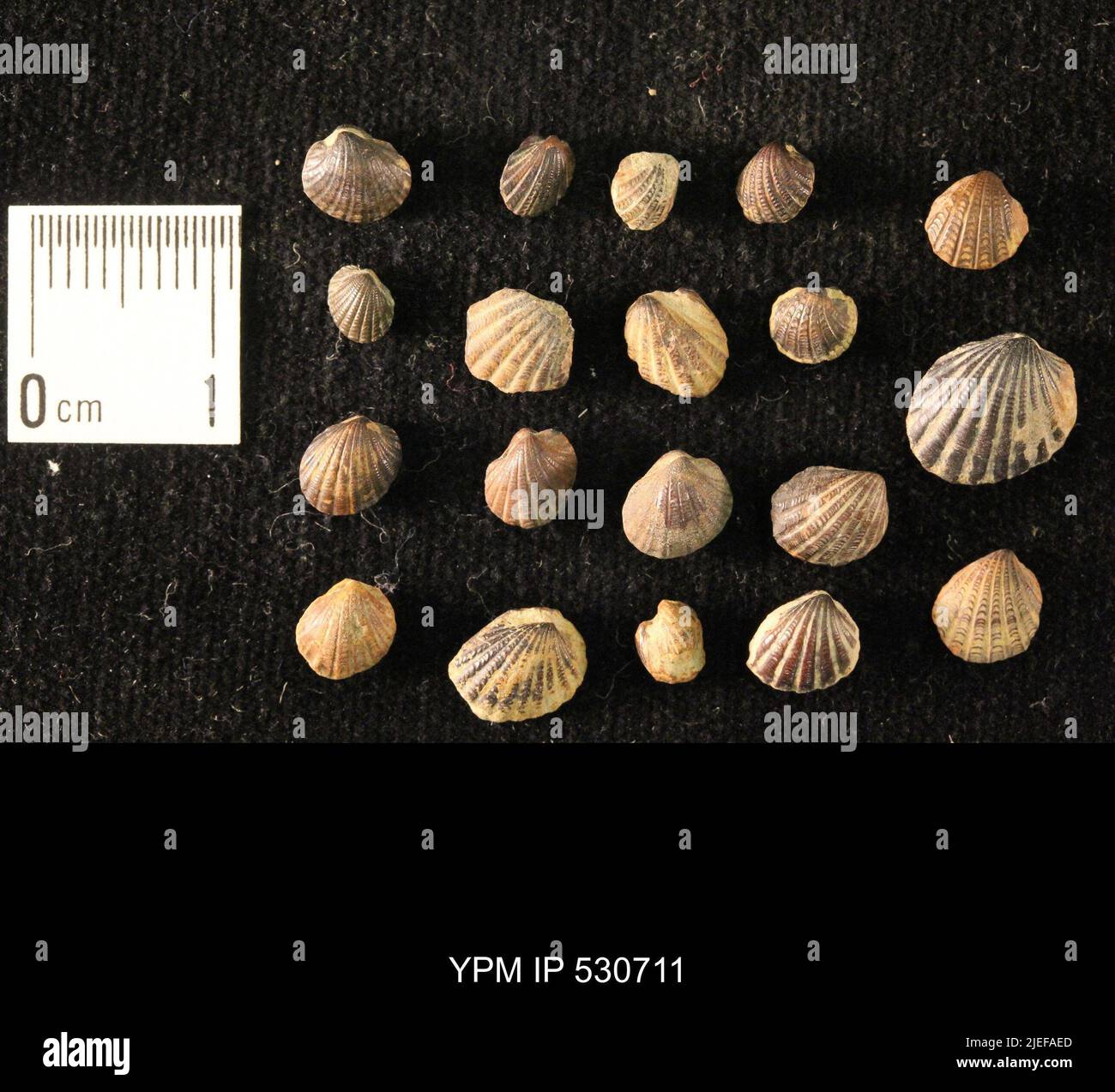 Cardiola palmata (Goldfuss Stock Photo - Alamy