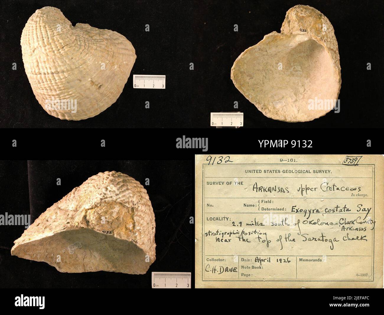 Exogyra costata Say Stock Photo - Alamy