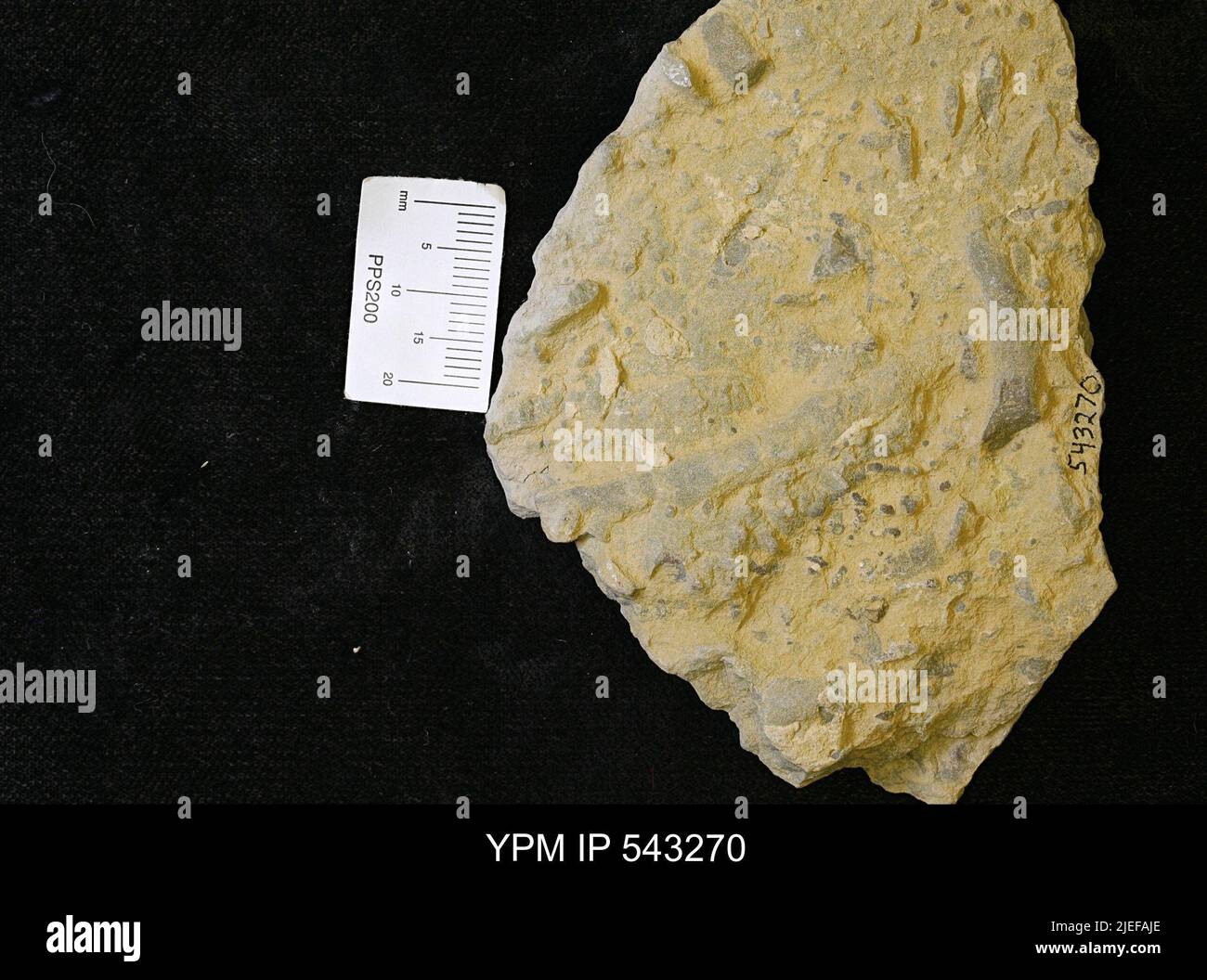 Planolites sp ichnofossil hi-res stock photography and images - Alamy