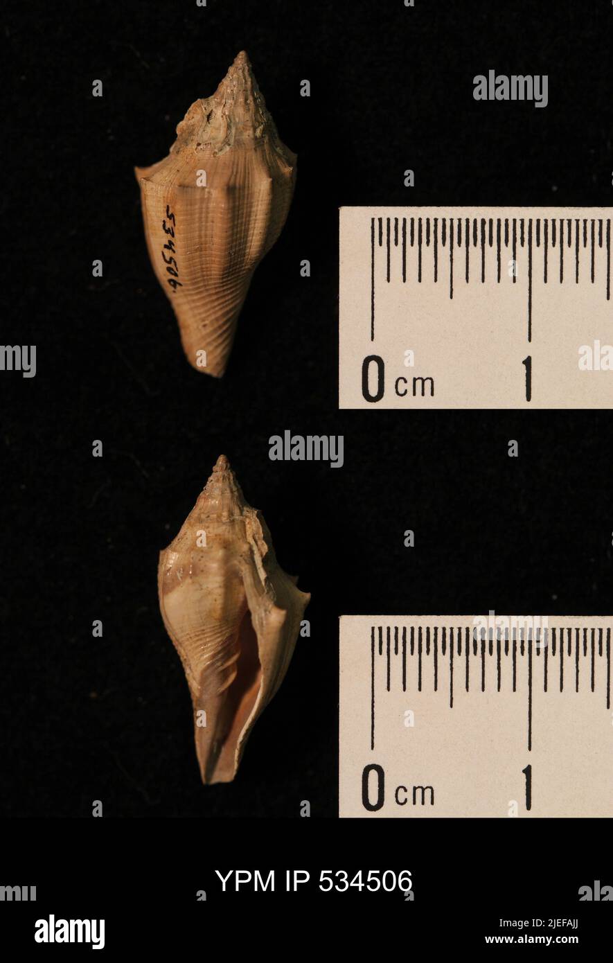 1833 animalia hi-res stock photography and images - Alamy