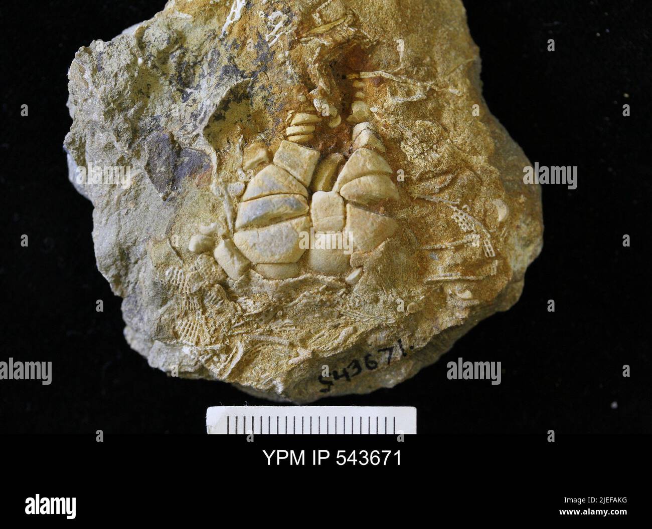 Eupachycrinus sp. Gurley & Miller, 1890 Stock Photo - Alamy