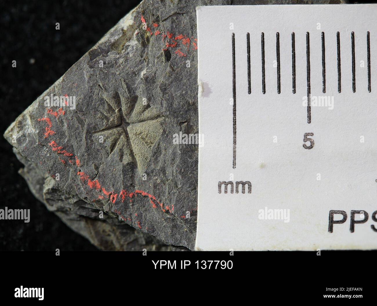 Eocystites primaevus animalia hi-res stock photography and images - Alamy
