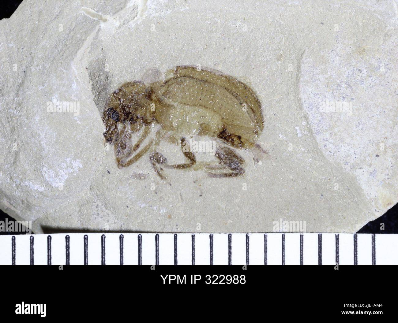 Otiorhynchus perditus scudder hi-res stock photography and images - Alamy