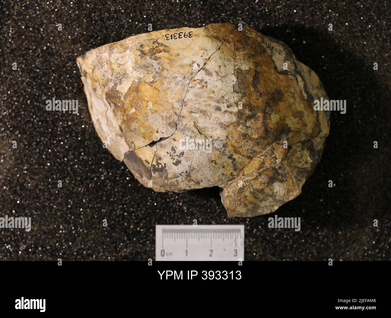 Inoceramus shell hi-res stock photography and images - Alamy
