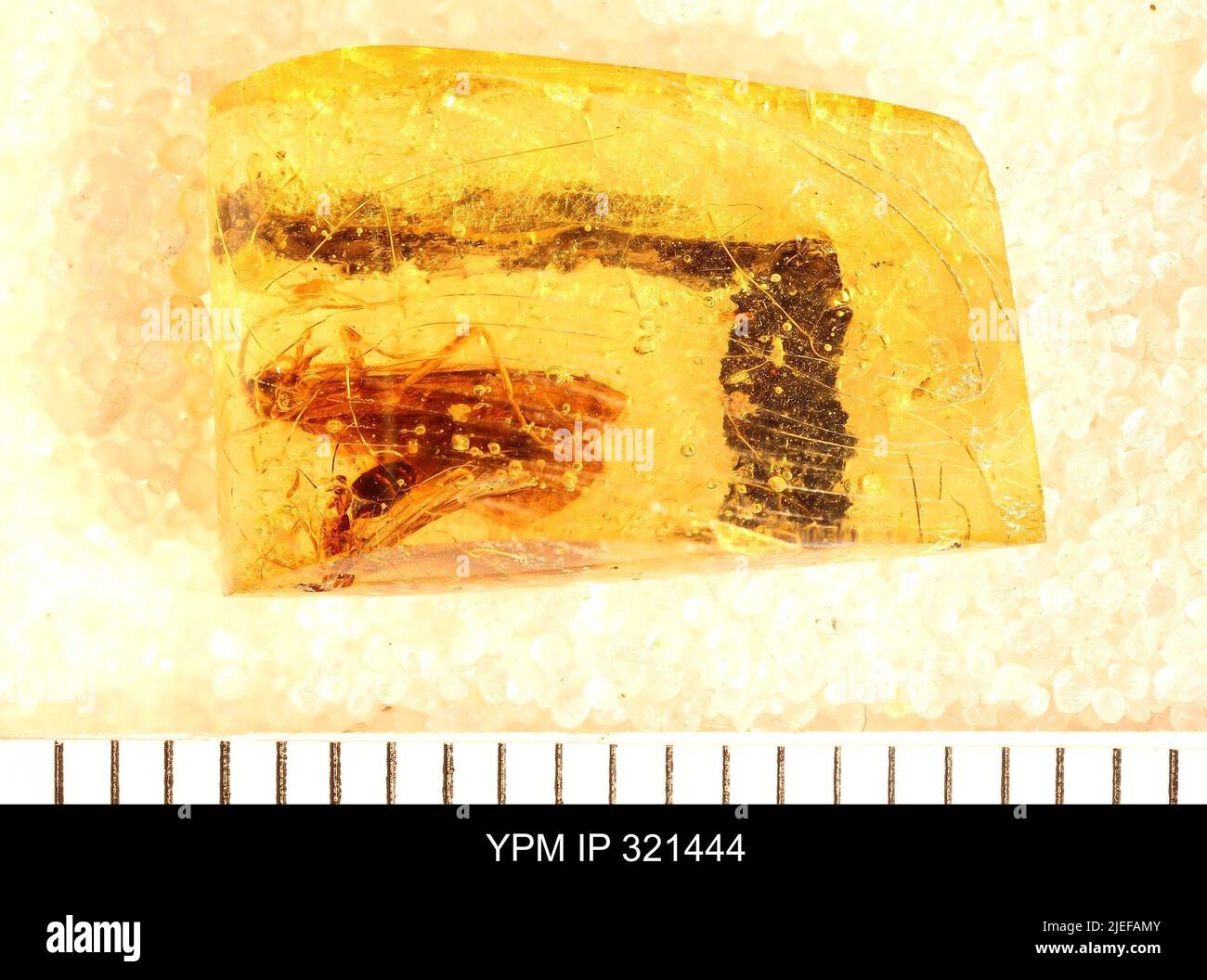 Undet formicidae animalia hi-res stock photography and images - Alamy