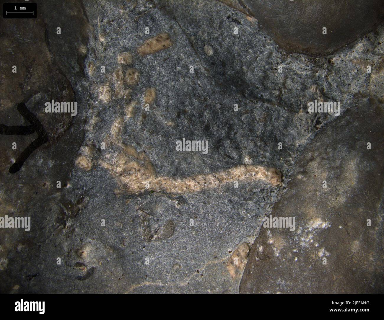 1874 animalia hi-res stock photography and images - Alamy