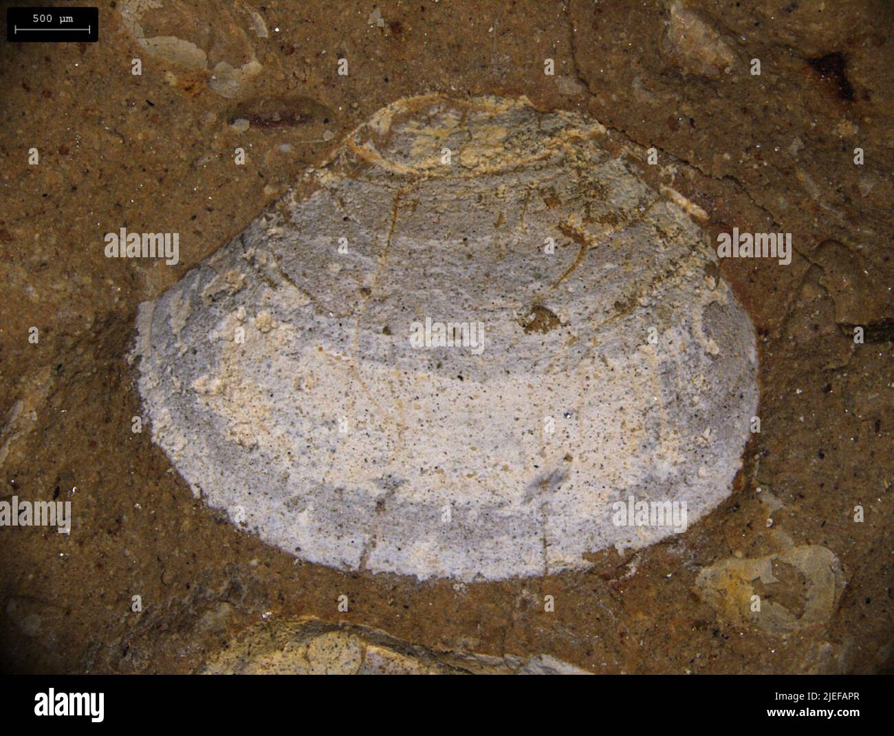 Stigall hi-res stock photography and images - Alamy