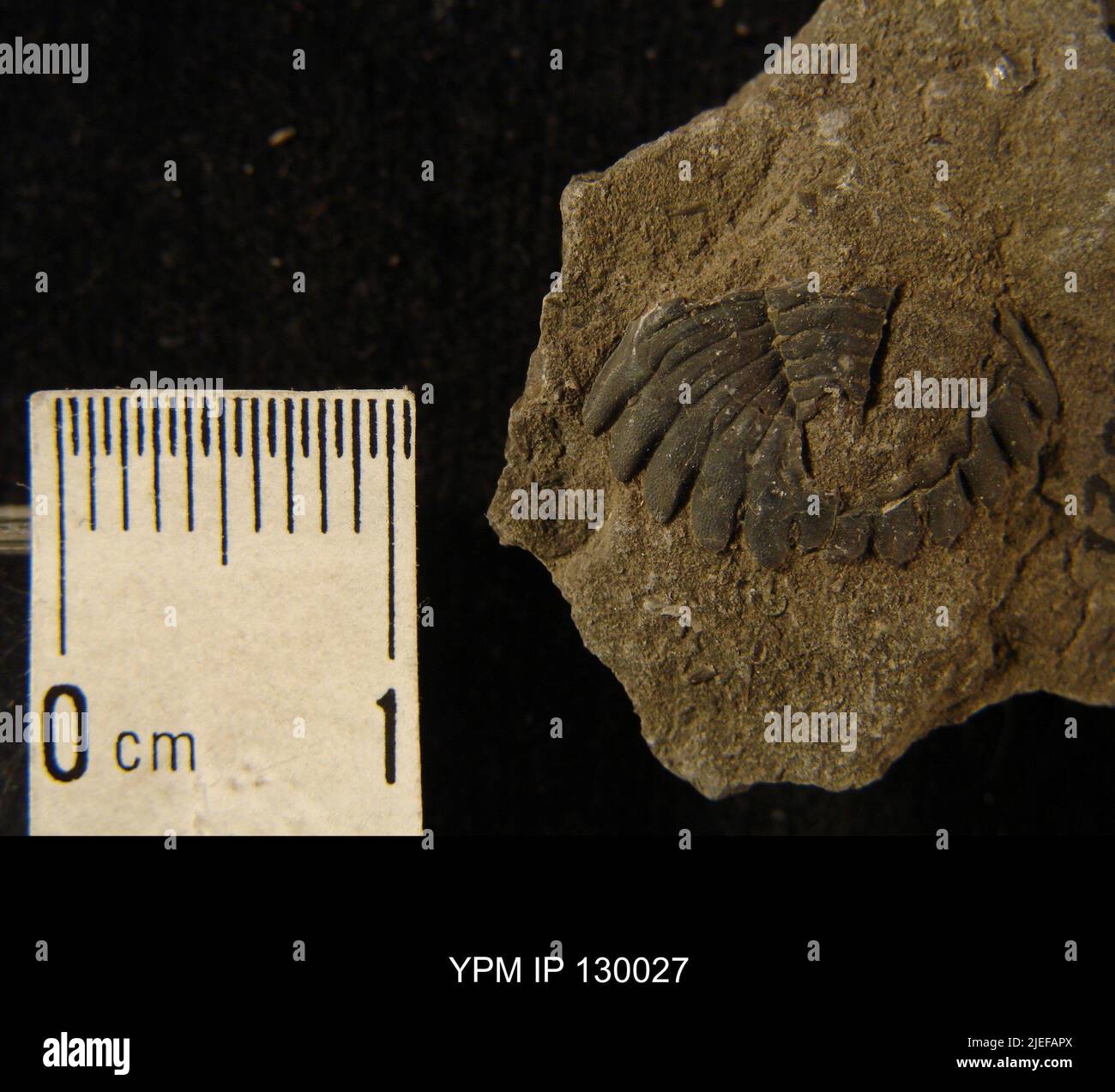 Greenops sp animalia hi-res stock photography and images - Alamy